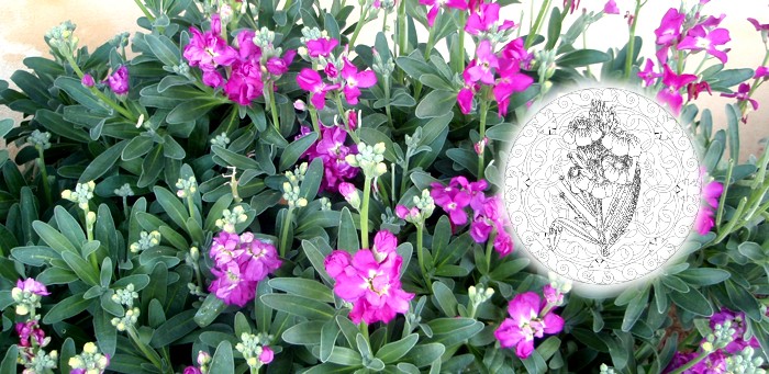 alhelíes dia 21 | Teresian Carmelite Missionaries | Asian Delegation